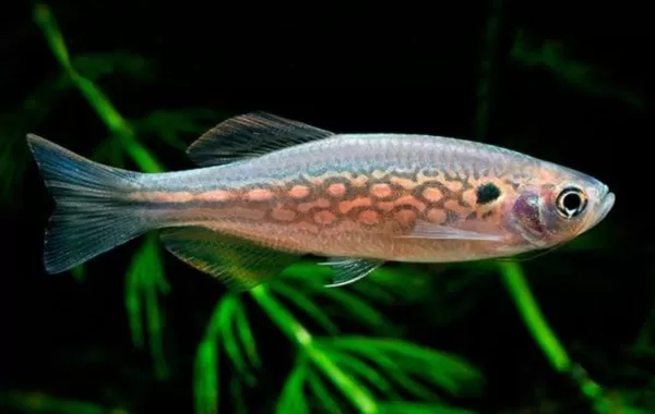 Moustached Danio - Top Aquarium Shop | Trusted Aquarium Shop Near Me