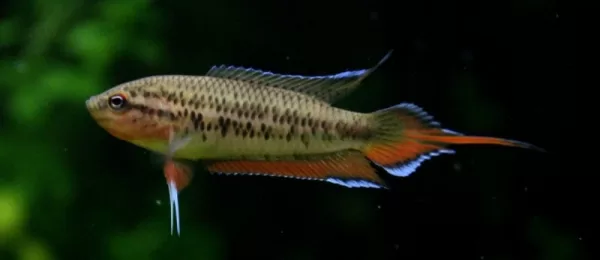 Spike Tailed Paradise Fish - Top Aquarium Shop | Trusted Aquarium Shop ...